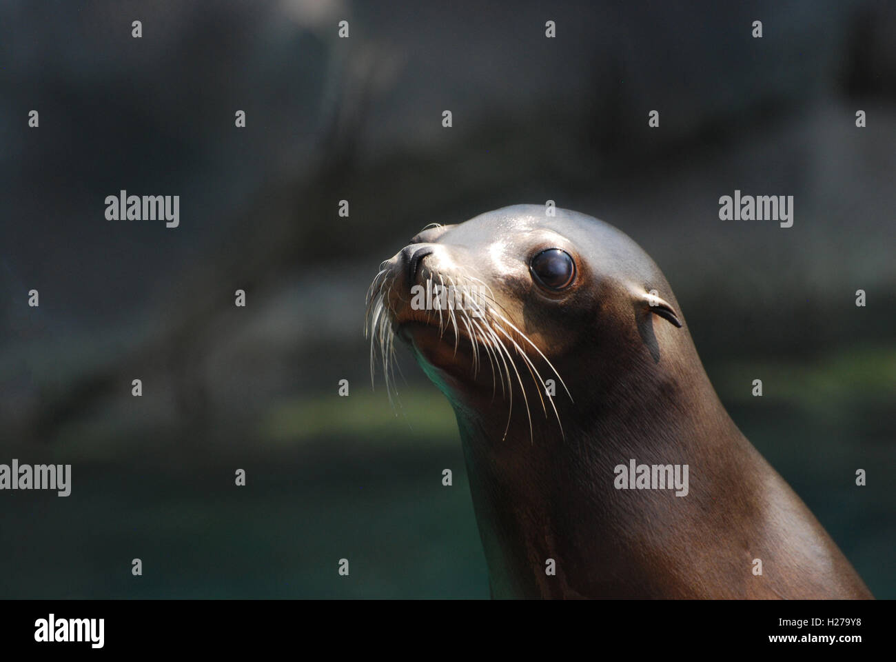 Adorable face of a young sea lion Stock Photo - Alamy