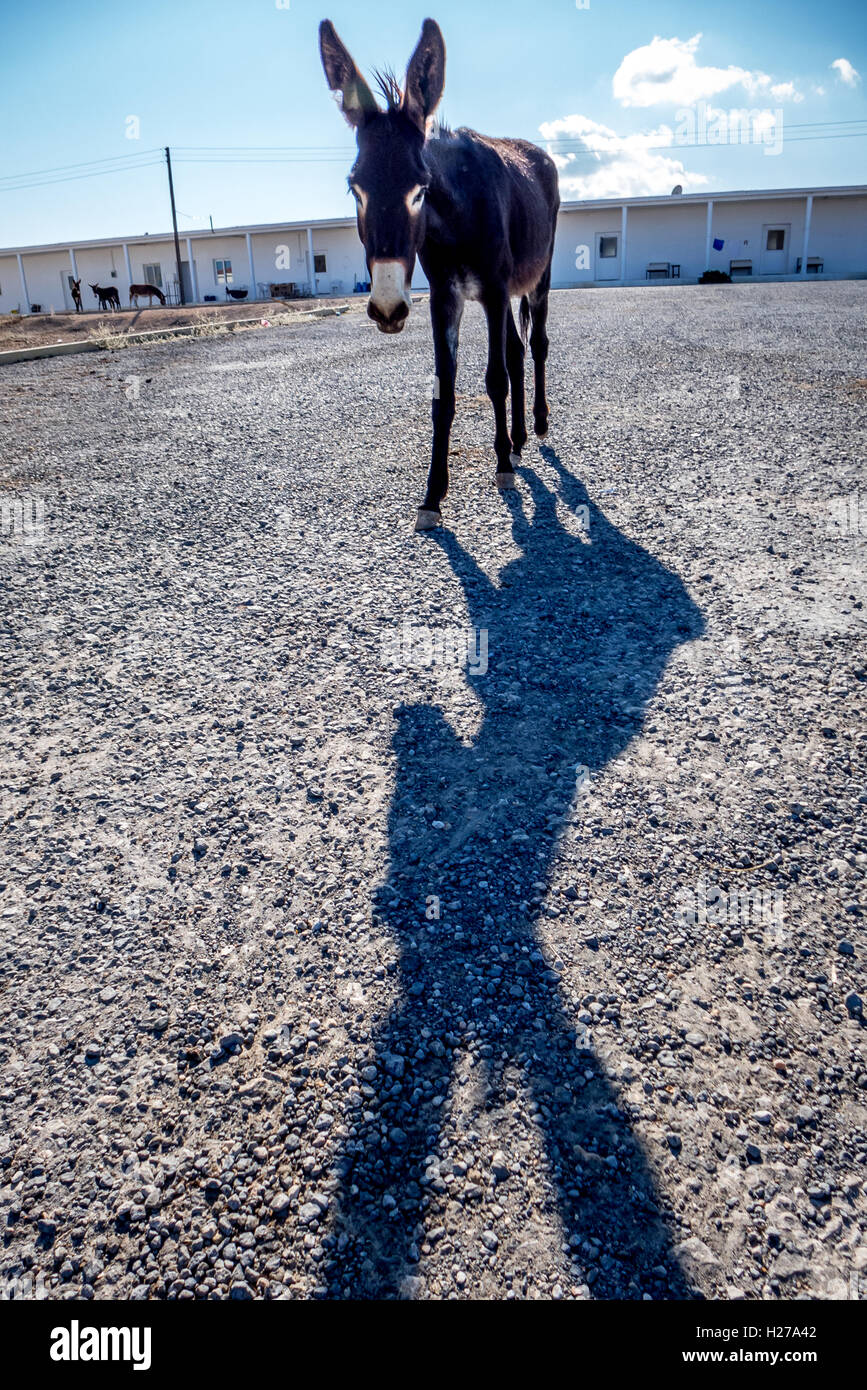 Wild donkey in northern Cyprus Stock Photo - Alamy
