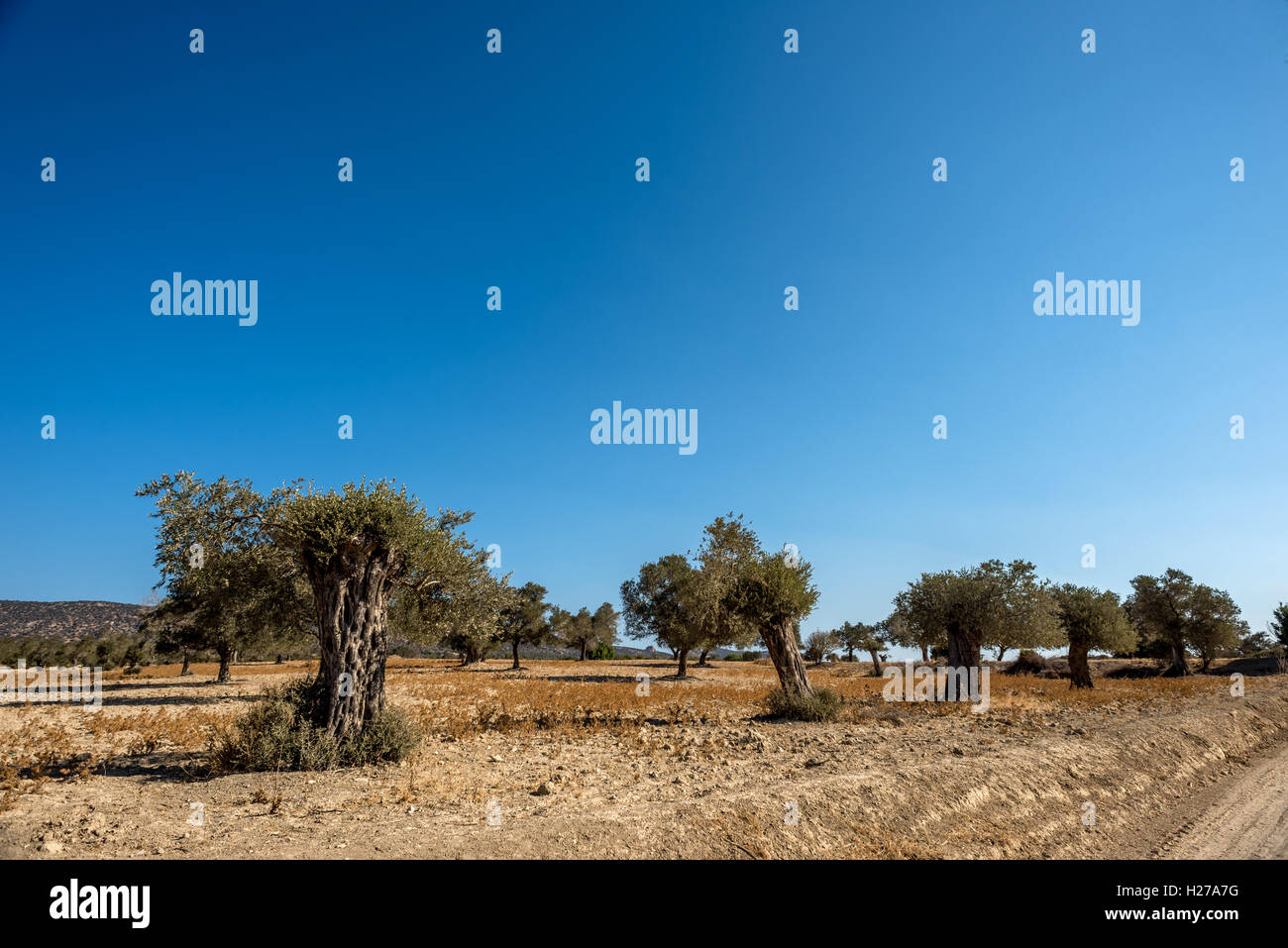 Ancient olive trees in the Karpasia region of northern Cyprus Stock ...