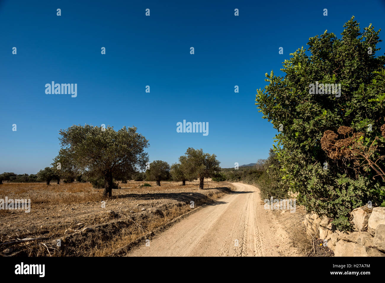 Ancient olive trees in the Karpasia region of northern Cyprus Stock ...