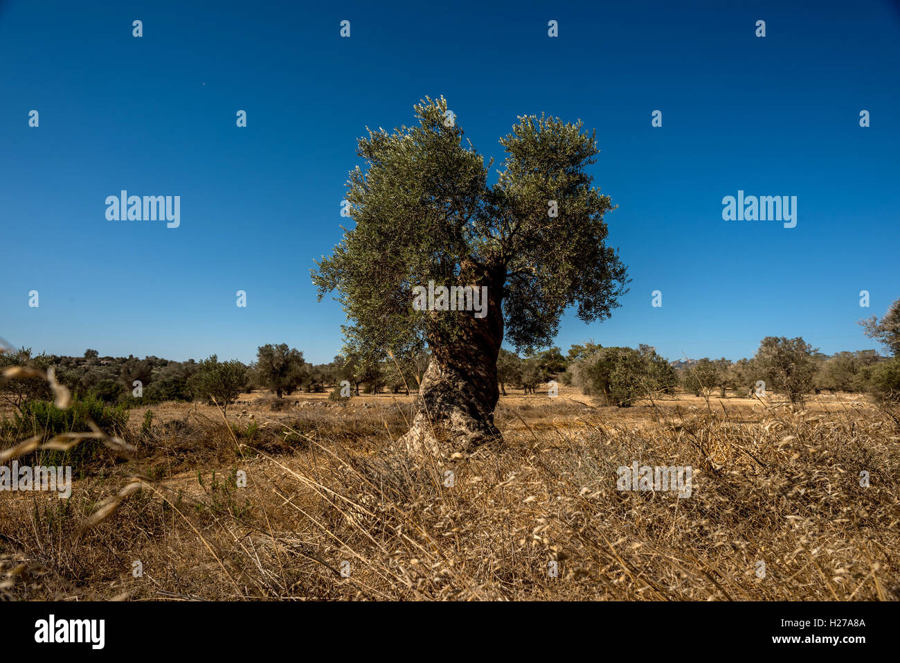 Ancient olive tree in the Karpasia region of northern Cyprus Stock ...