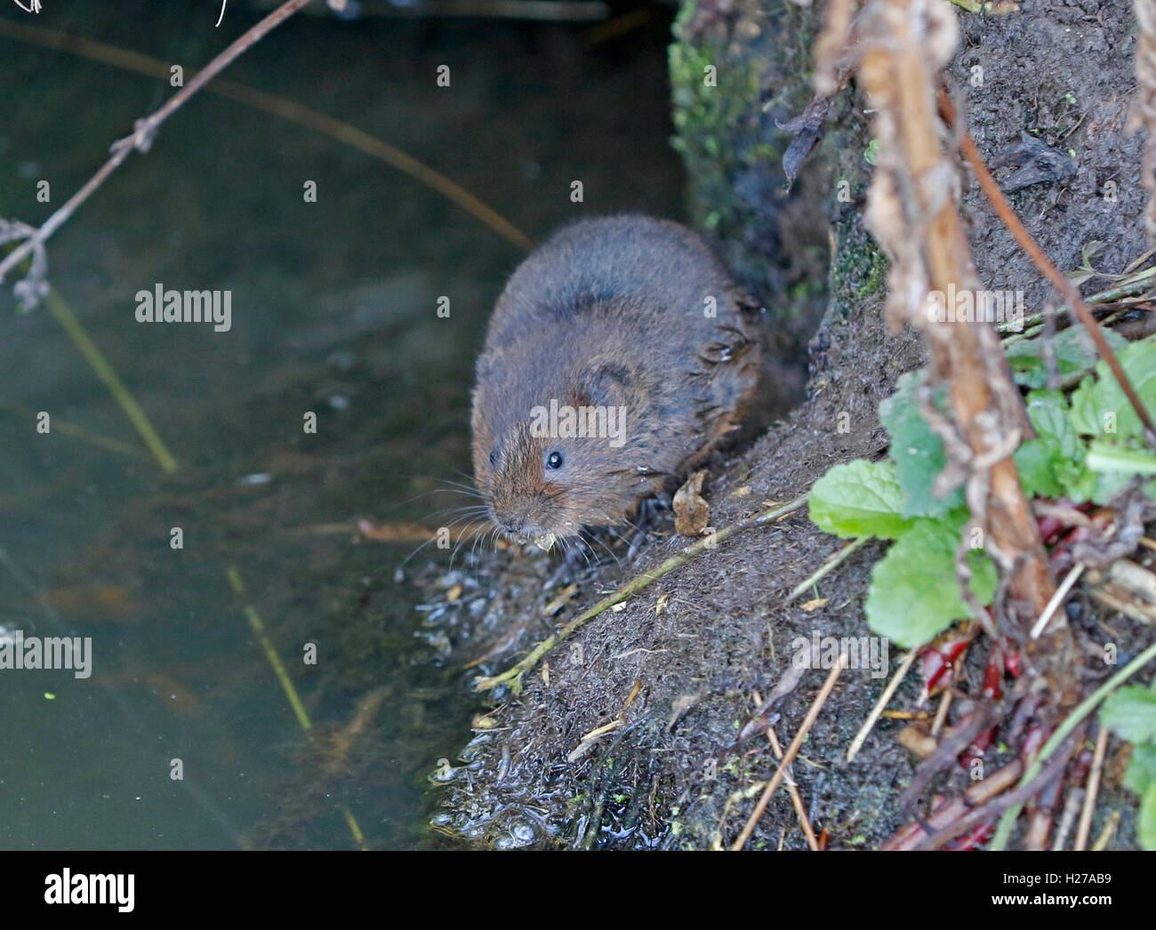 Water Vole (Arvicola amphibious Stock Photo - Alamy