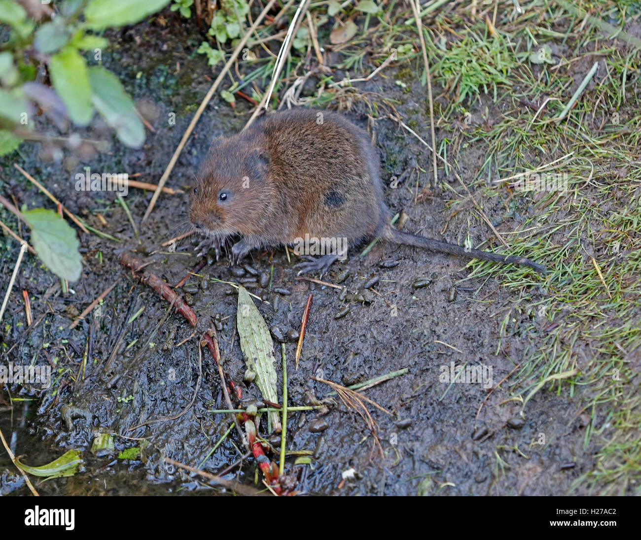 Animal droppings uk hi-res stock photography and images - Alamy