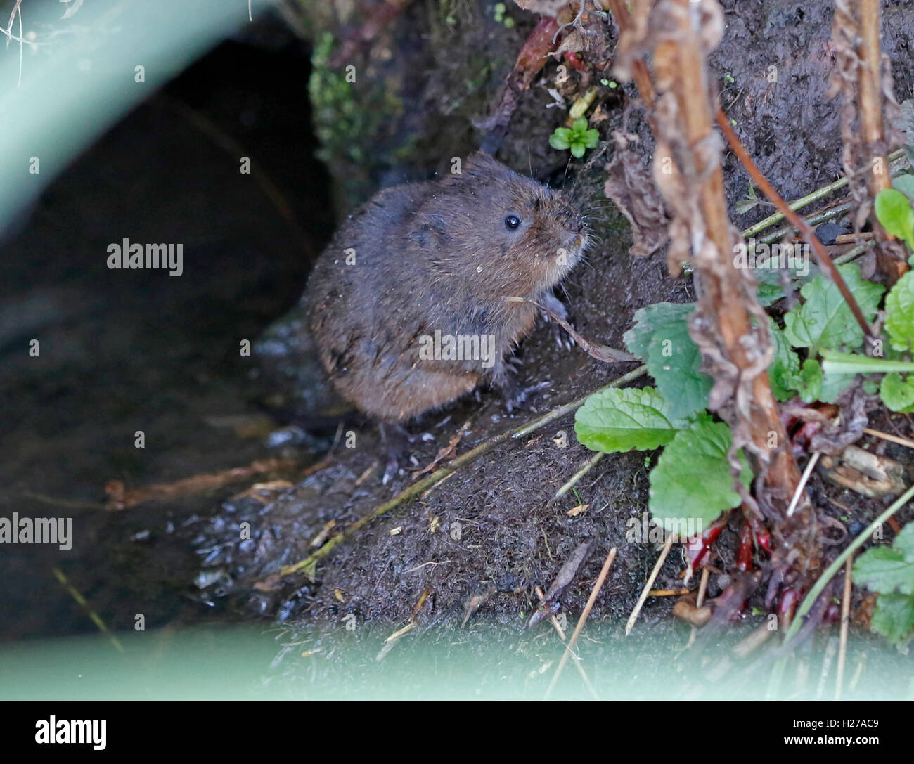 Water Vole (Arvicola amphibious Stock Photo - Alamy