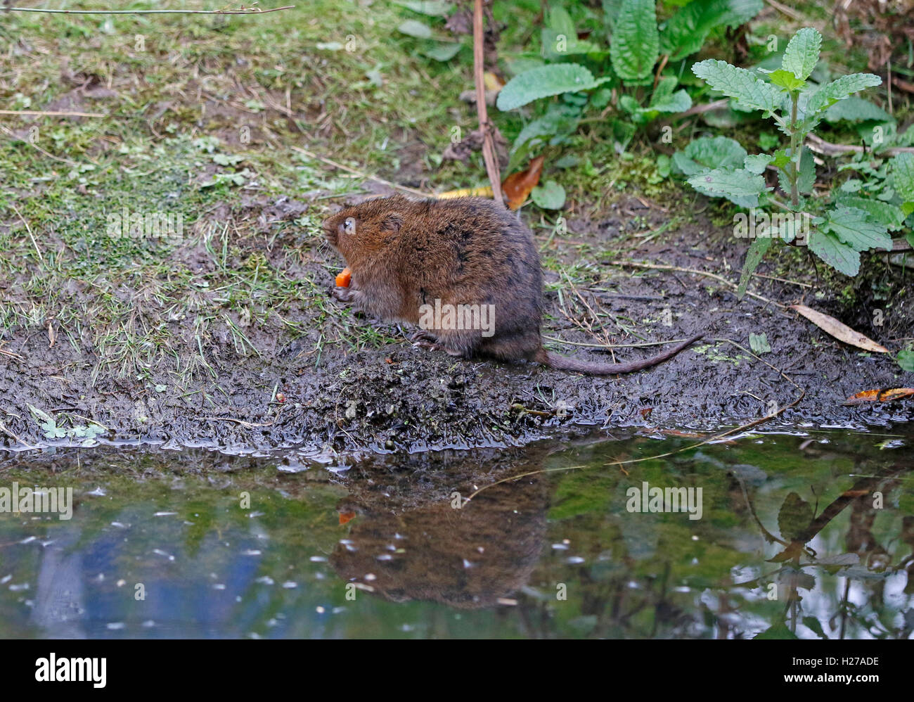 Amphibious mammals hi-res stock photography and images - Alamy