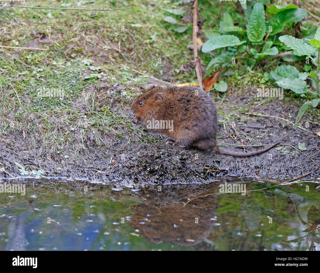 Water Vole, (Arvicola amphibius Stock Photo - Alamy