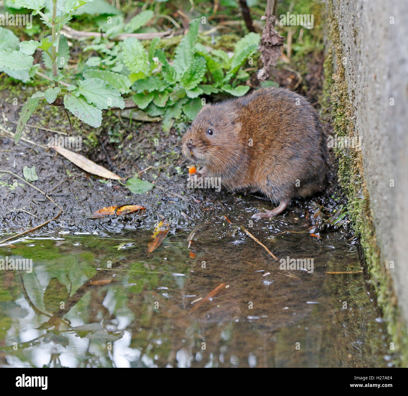 British water rat hi-res stock photography and images - Alamy