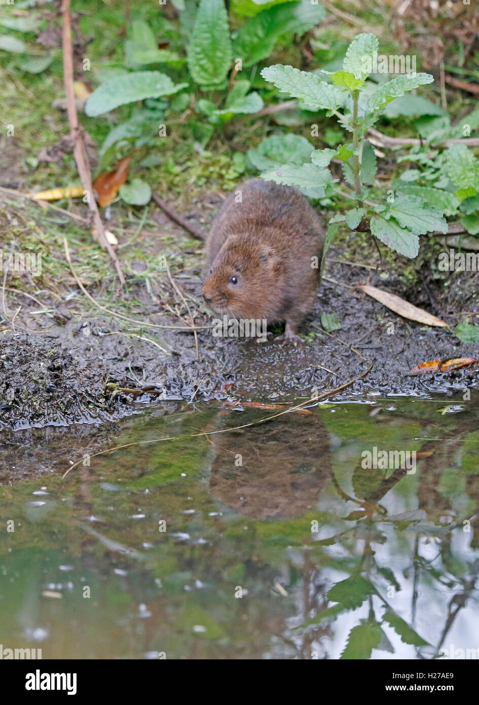 British water rat hi-res stock photography and images - Alamy