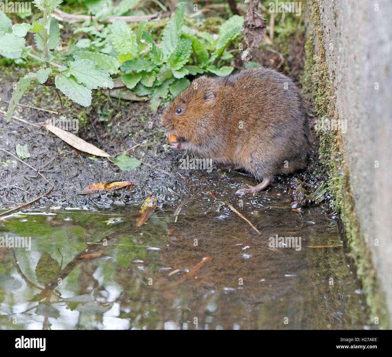 Water Vole, (Arvicola amphibius) eating Stock Photo - Alamy