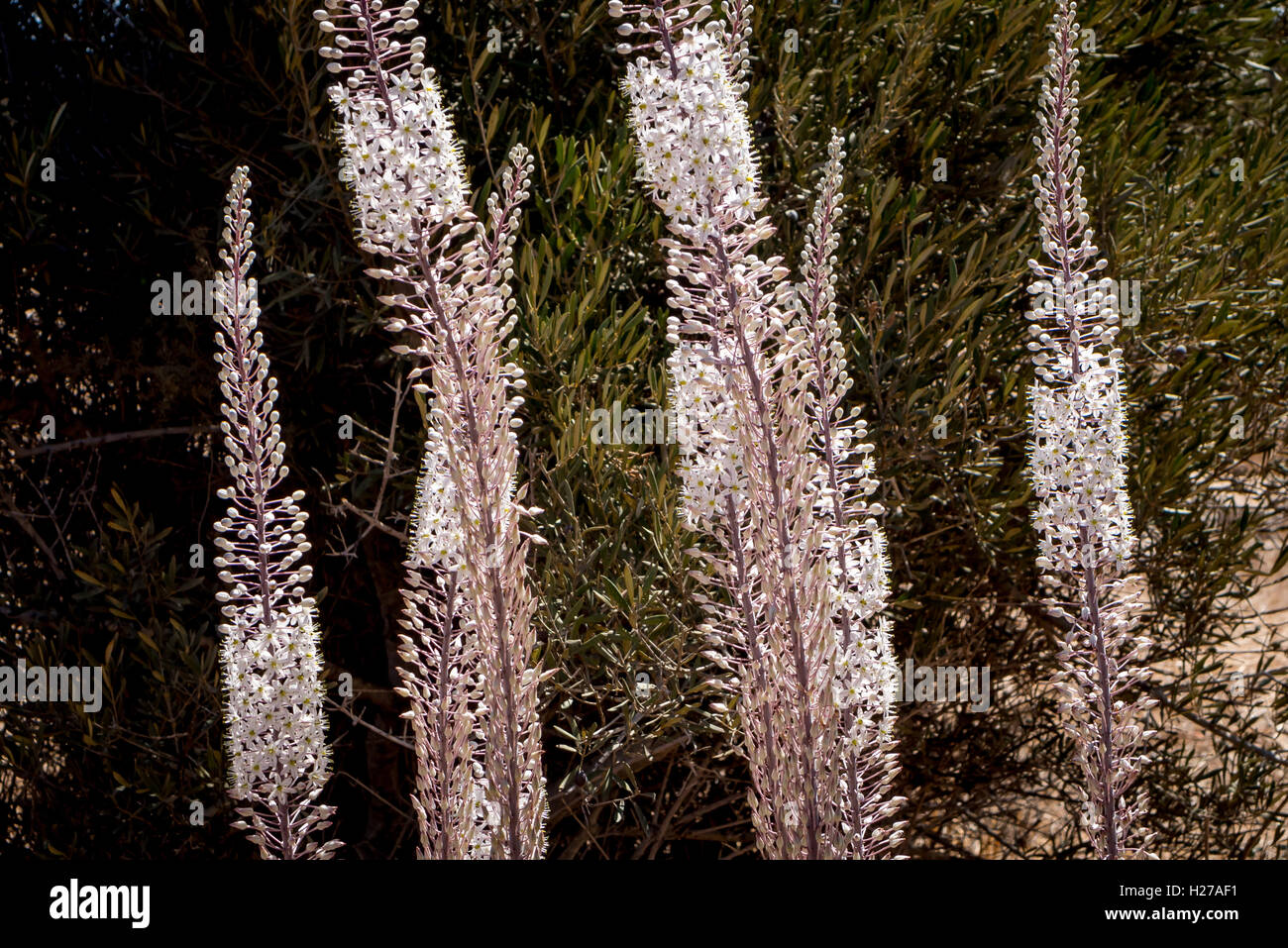 Typical plant life in the countryside of northern Cyprus Stock Photo ...