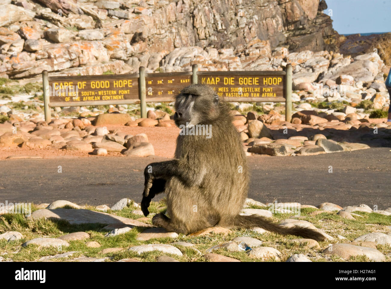 A baboon in front of the sign at Cape of Good hope, Cape Point, South ...
