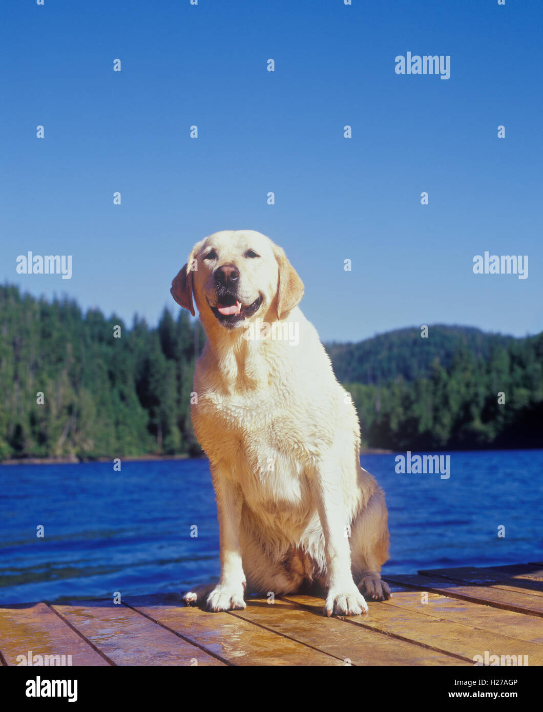 Golden Labrador Odie sits on the dock at Nimmo Bay Resort. British ...