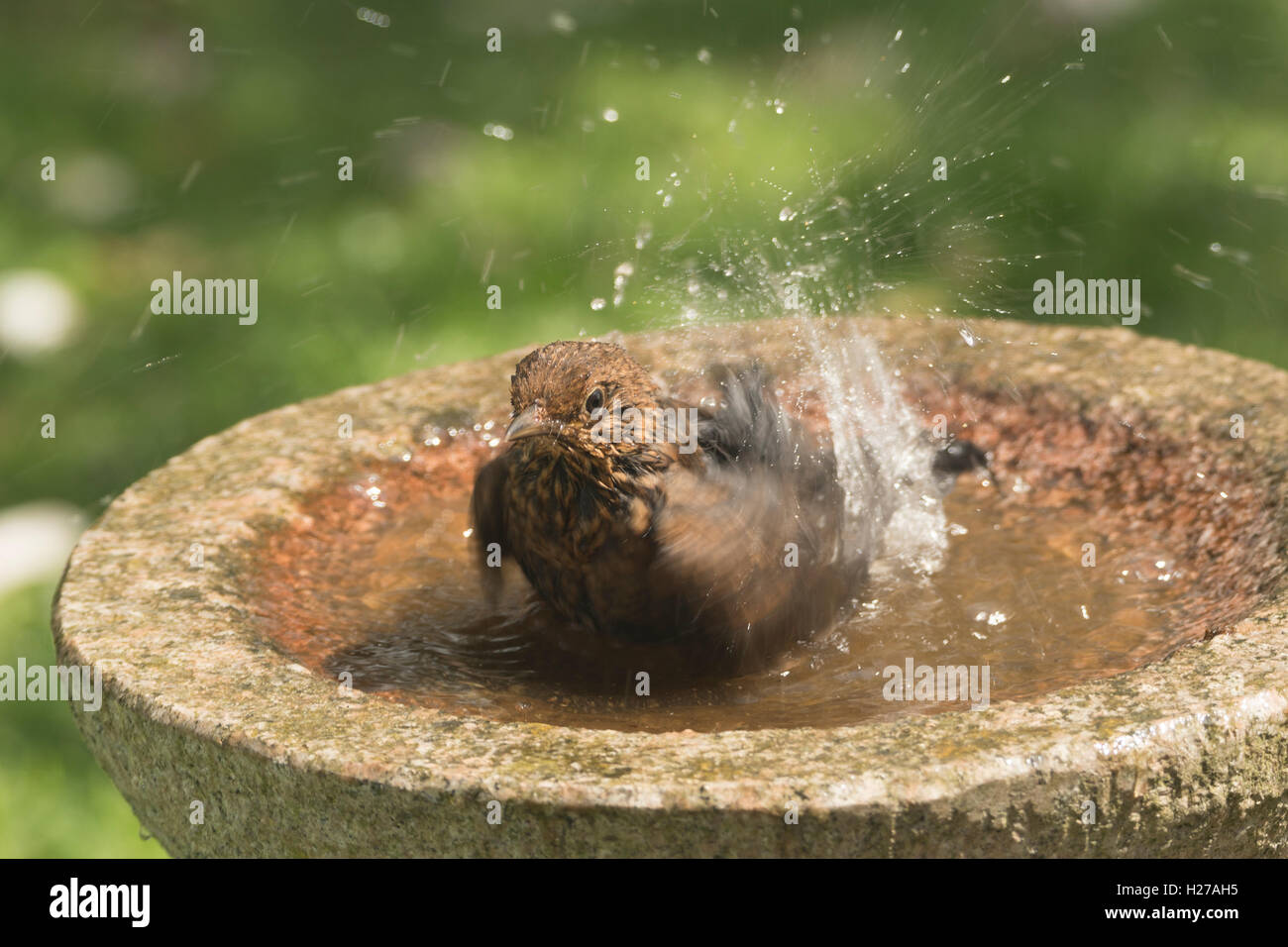 Black bird washing in a bird bath hi-res stock photography and images ...