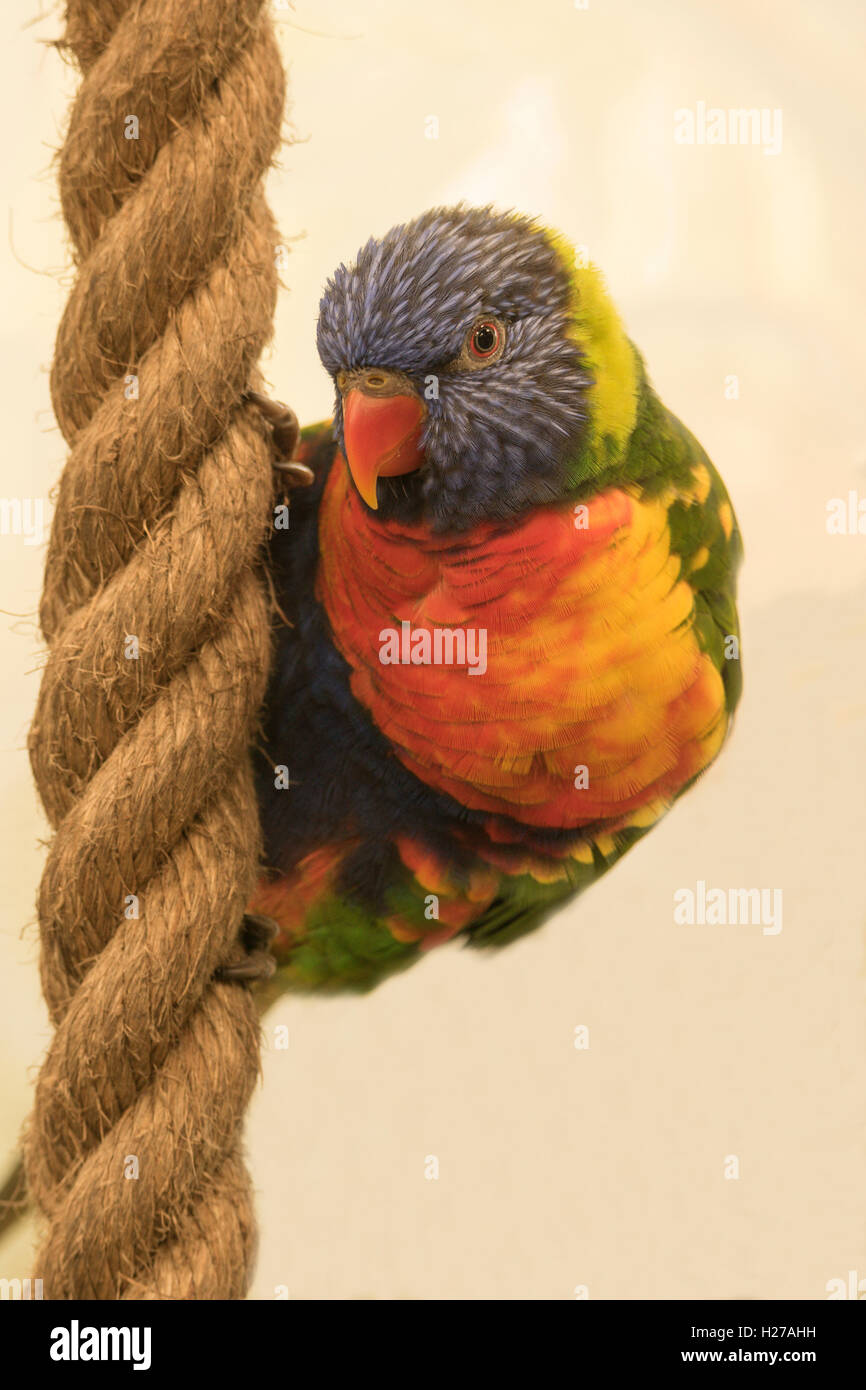 Whos a pretty boy hi-res stock photography and images - Alamy