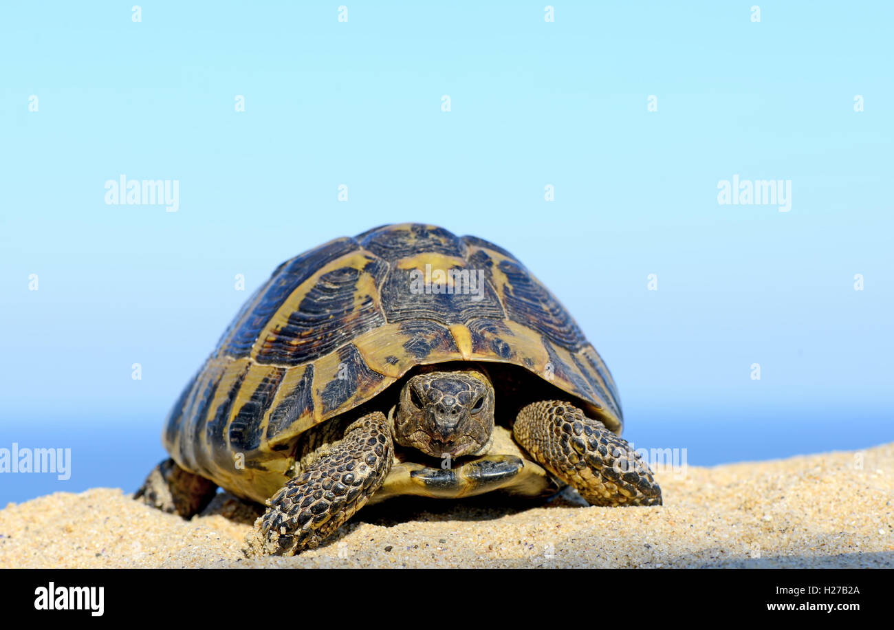 Hermanns tortoise hi-res stock photography and images - Alamy