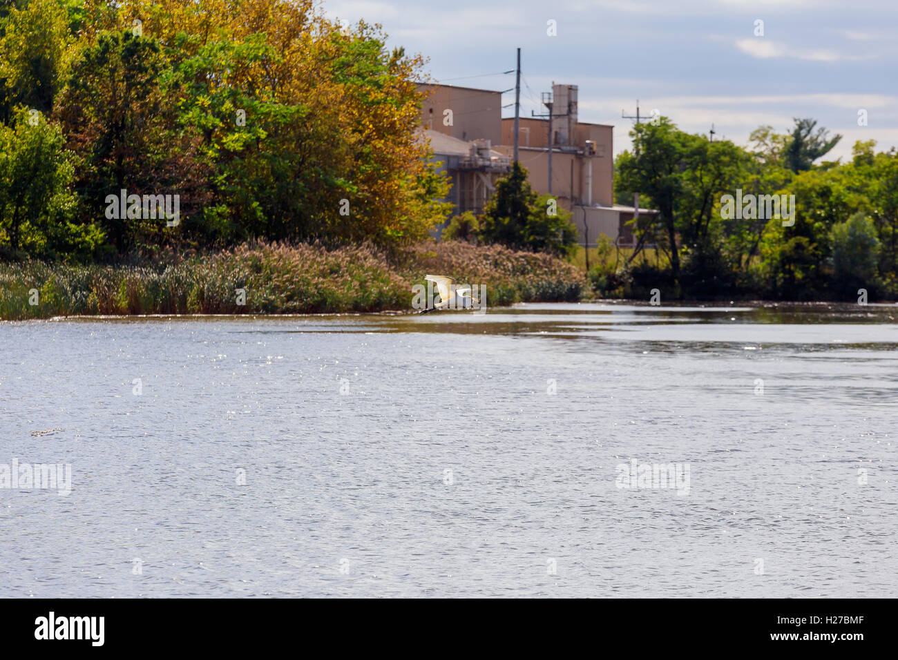Ardea cinerea sky sunny day in search Stock Photo - Alamy