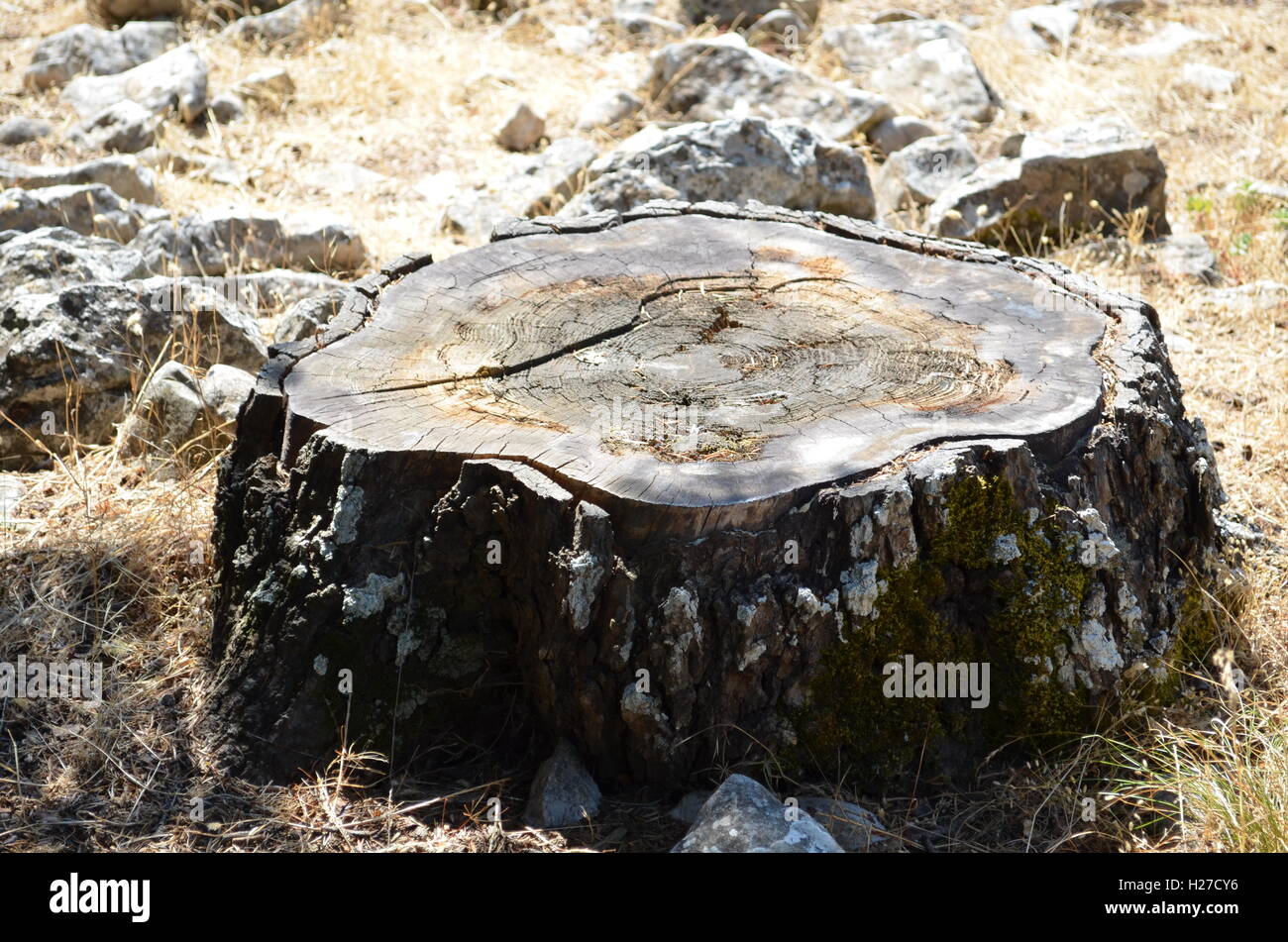 Nature photography out in the open space Stock Photo - Alamy