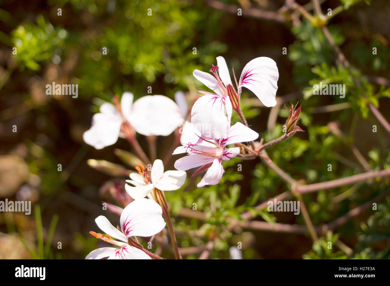 Table Mountain Wild Flowers Stock Photo - Alamy