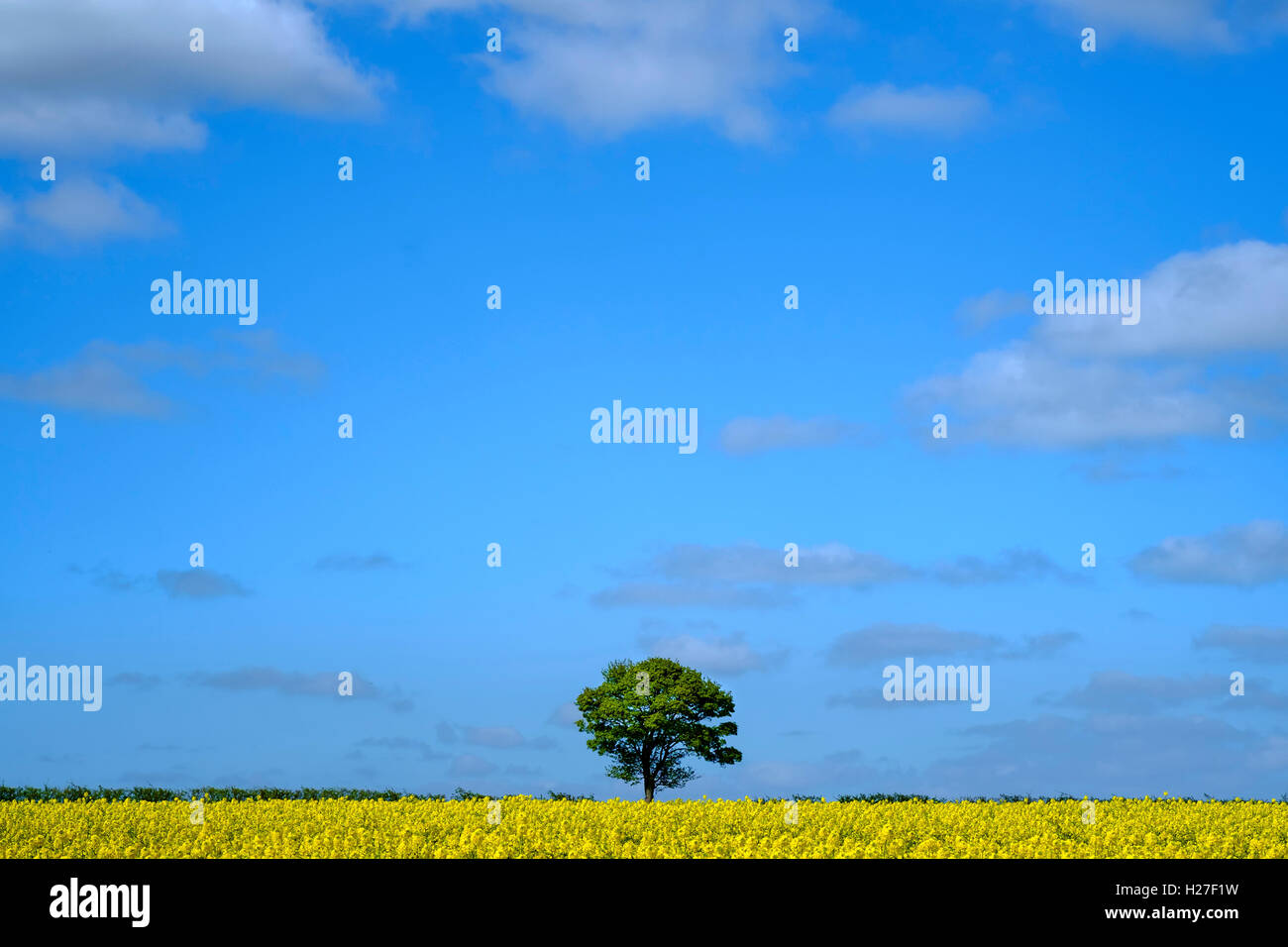 Single tree in a yellow oilseed field Stock Photo - Alamy