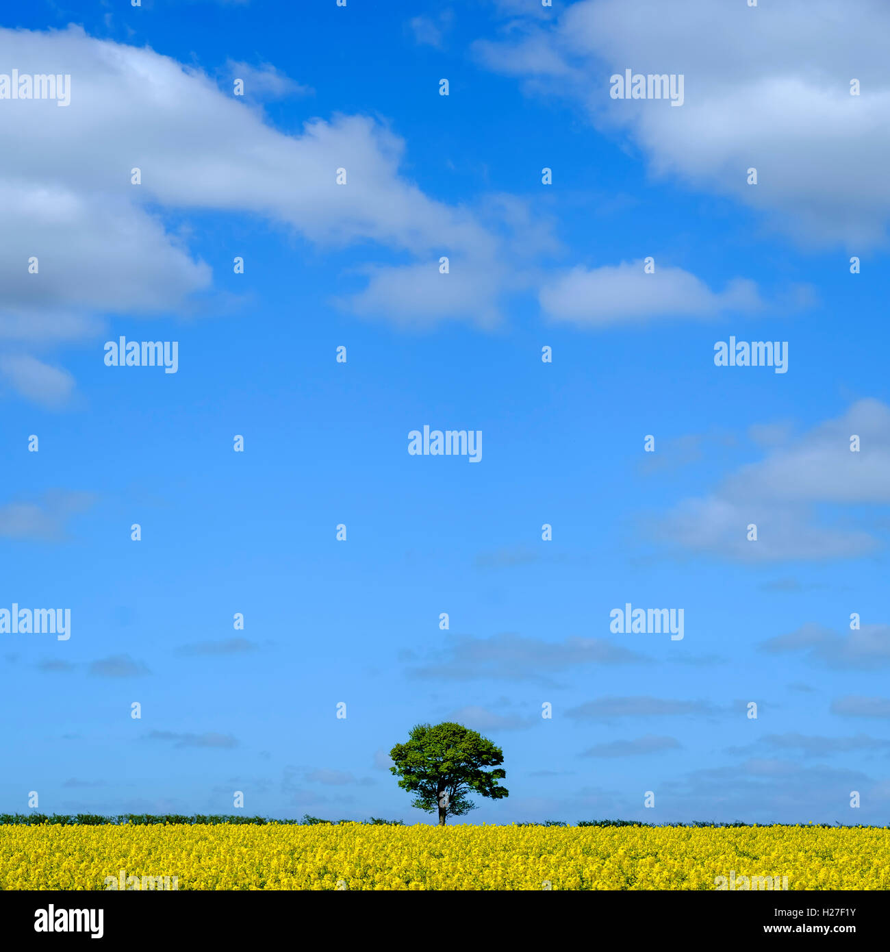 Single tree in a yellow oilseed field Stock Photo - Alamy