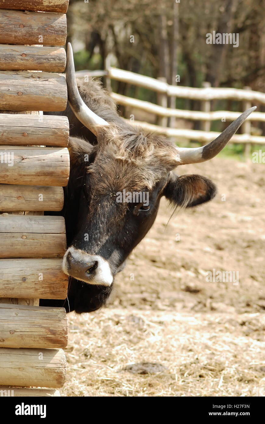 Nice cow hi-res stock photography and images - Alamy