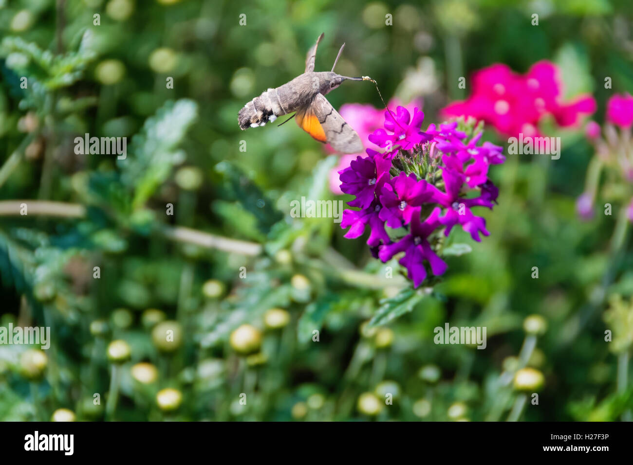 Hummingbird hawk-moth (Macroglossum stellatarum) with stretched ...
