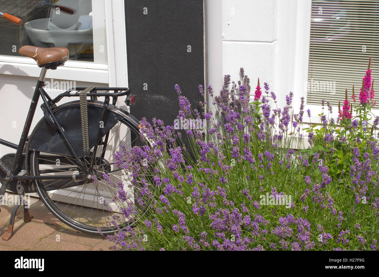 Cycle and Lavender in Holland Stock Photo - Alamy