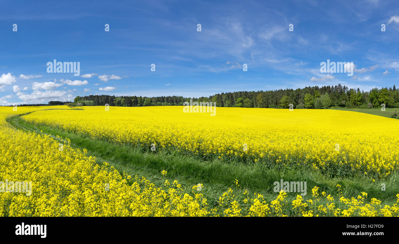 Blooming rapeseed fields with meadow path Stock Photo - Alamy