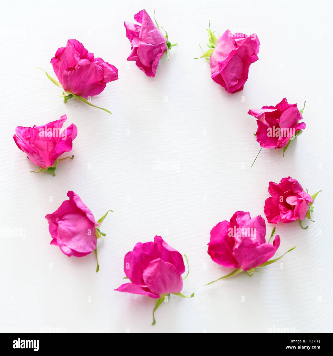 Wreath of Pink Tea roses, on the white background. Flat lay Stock Photo ...