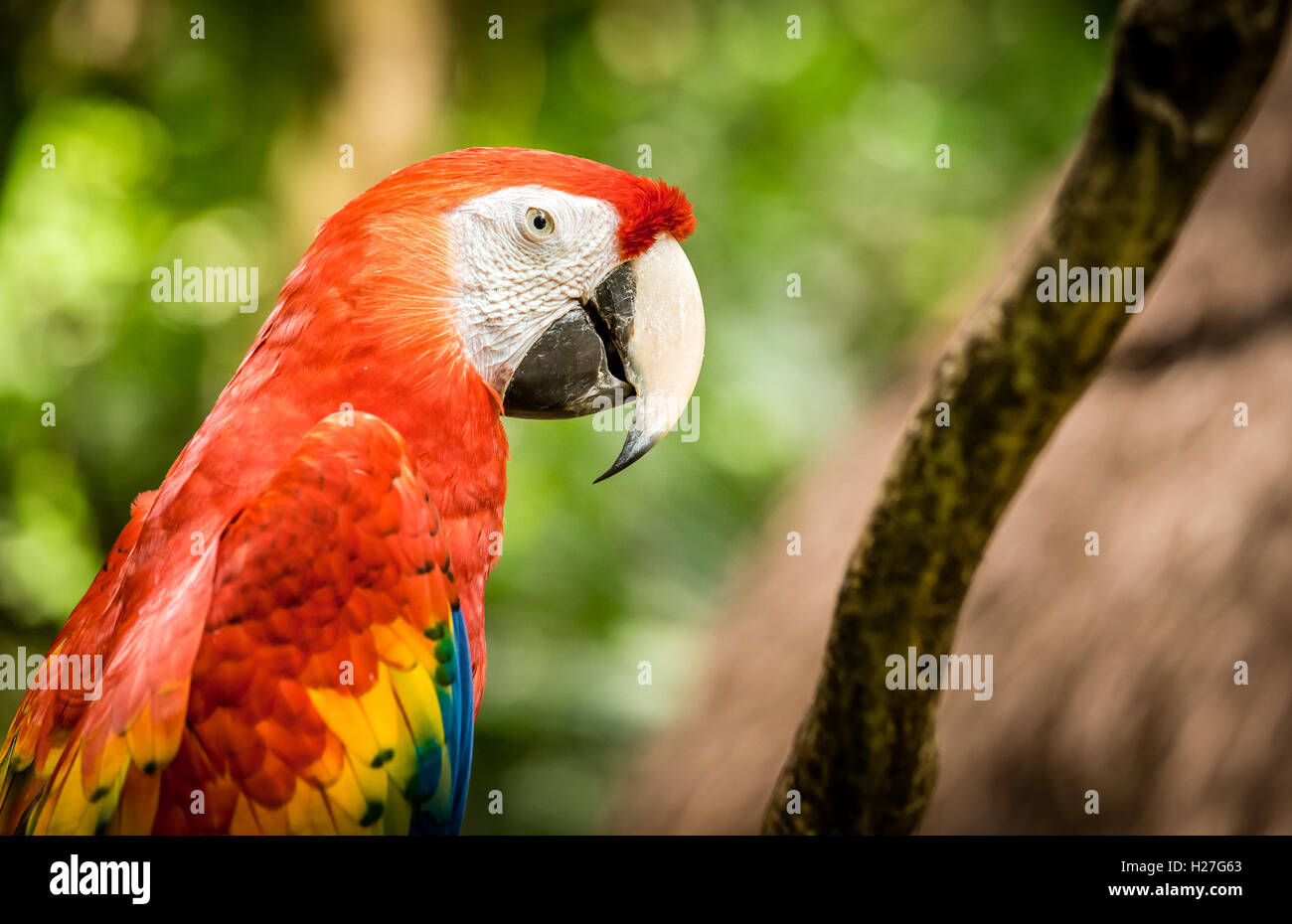 Parrot tropical rainforest hi-res stock photography and images - Alamy