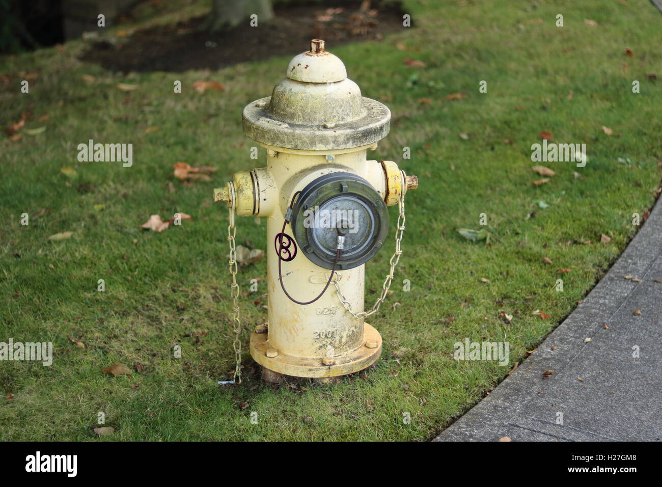 Dirty Yellow Fire Hydrant in Grass Stock Photo - Alamy