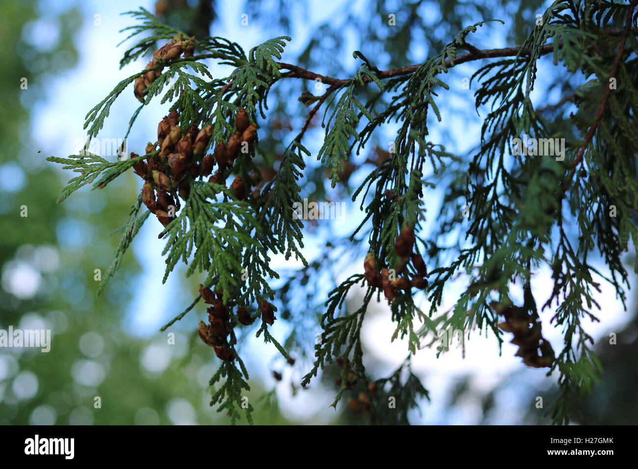 Leaves seeds hi-res stock photography and images - Alamy