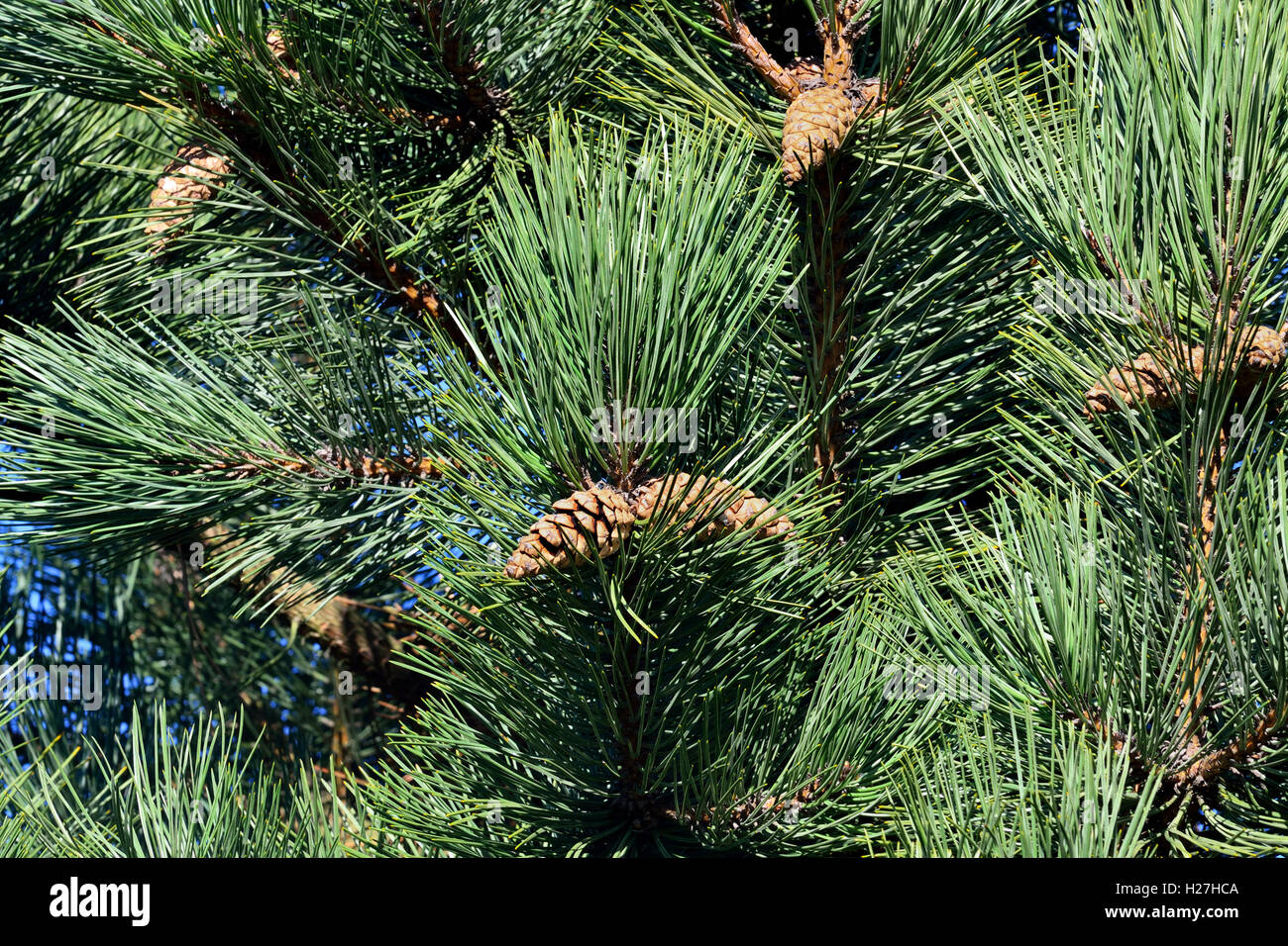 Pinus strobus close up hi-res stock photography and images - Alamy