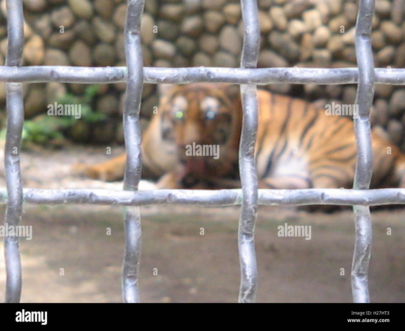 Zoo maracay hi-res stock photography and images - Alamy