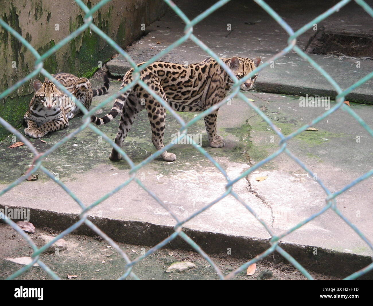 Zoo leopardus pardalis maracay hi-res stock photography and images - Alamy