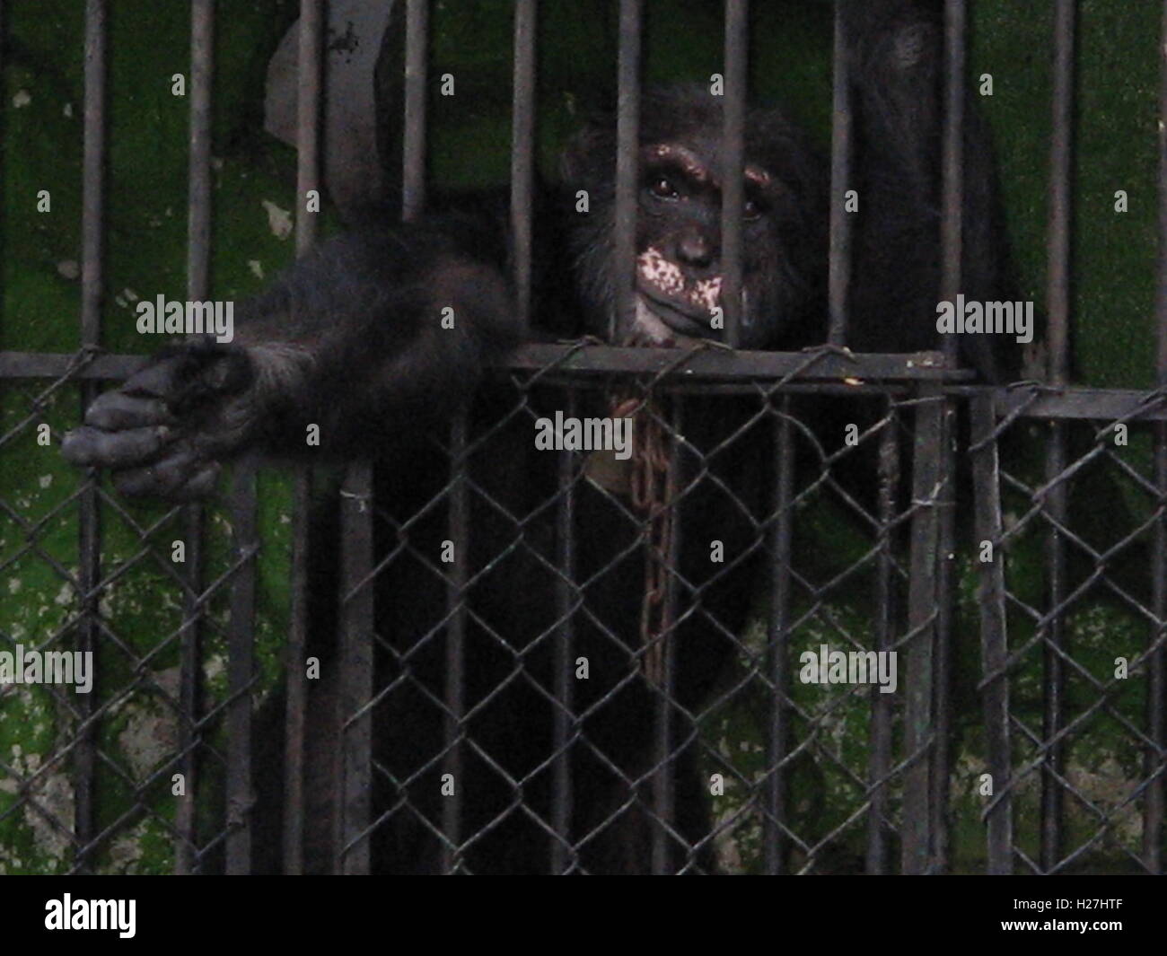 Animals in captivity, zoo. Maracay, Venezuela, Latin America, South ...