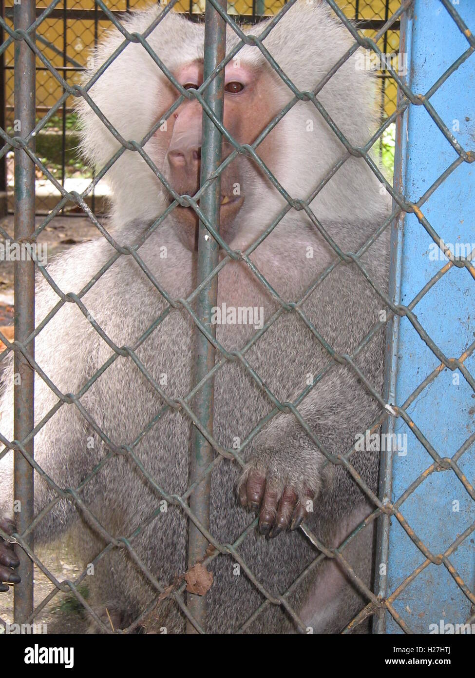 Animals in captivity, zoo. Maracay, Venezuela, Latin America, South ...