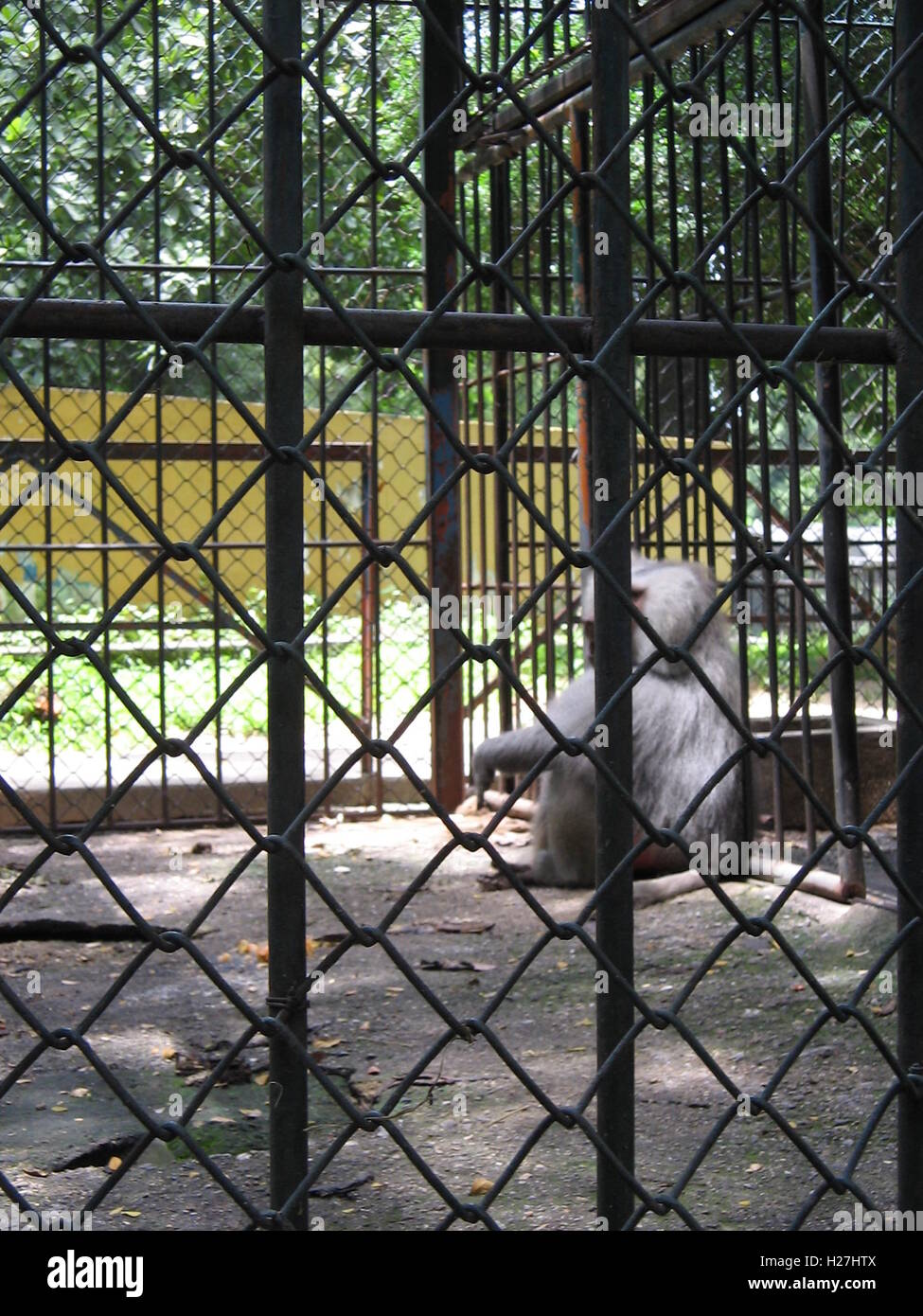 Animals in captivity, zoo. Maracay, Venezuela, Latin America, South ...