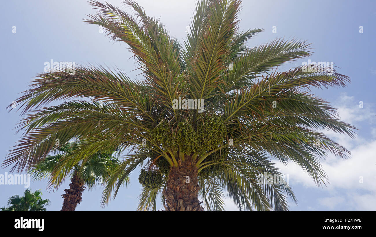 african palm tree on cape verde Stock Photo - Alamy
