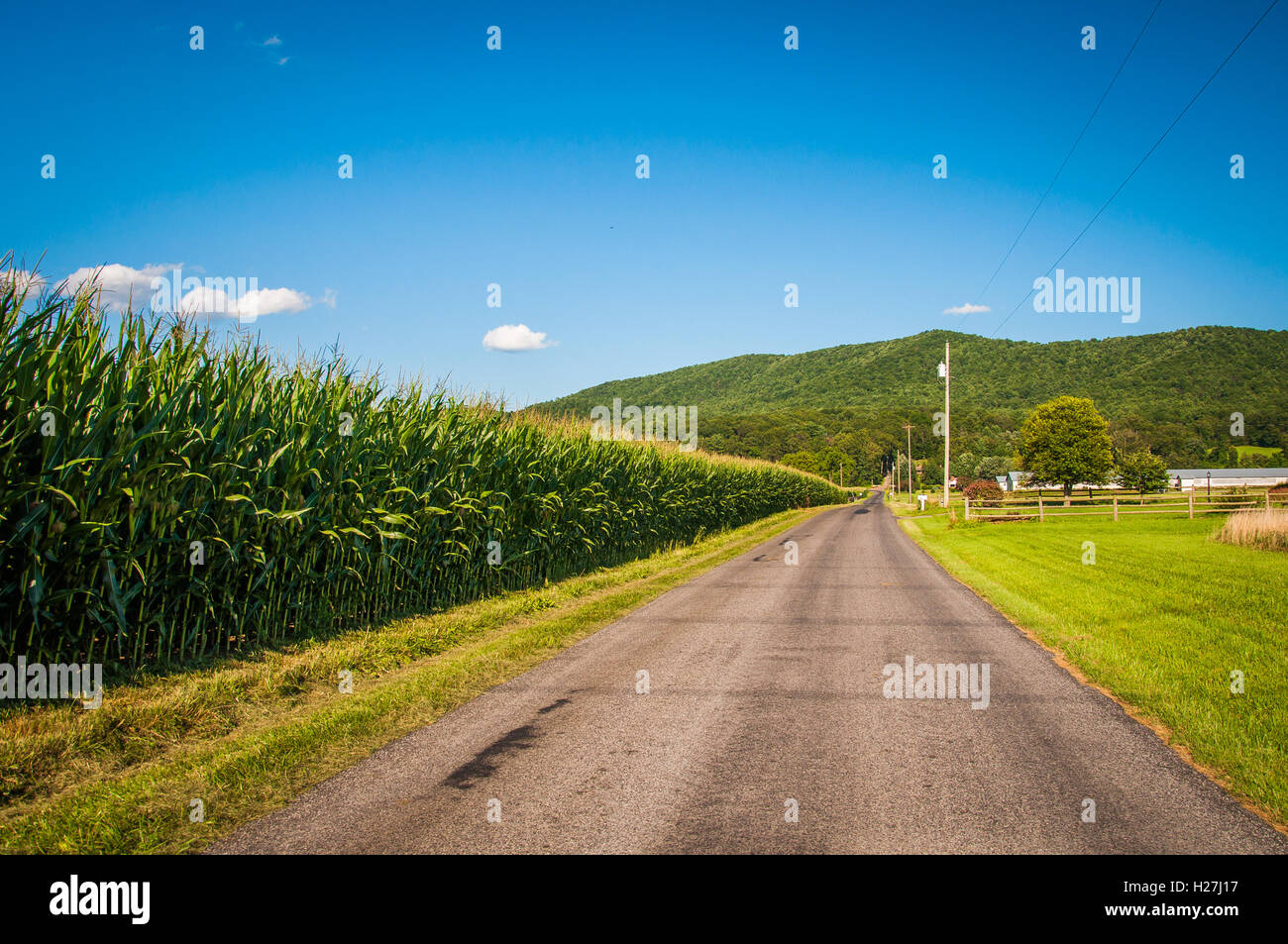 Corn field along a country road in the rural Shenandoah Valley of ...