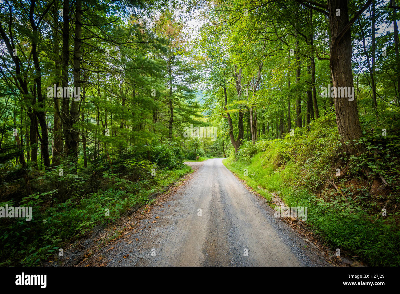 Dirt road through woods hi-res stock photography and images - Alamy