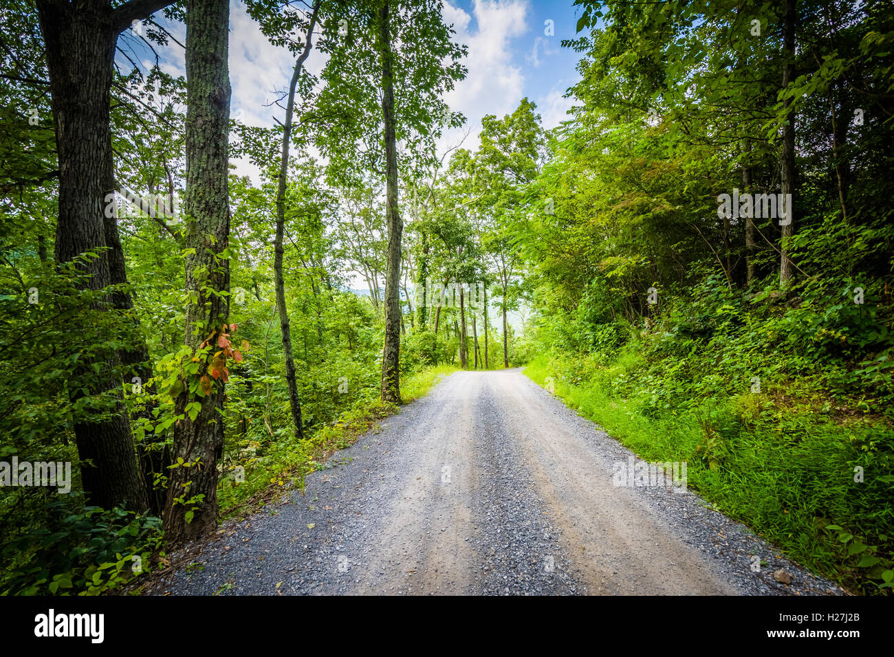 Dirt road through woods hi-res stock photography and images - Alamy