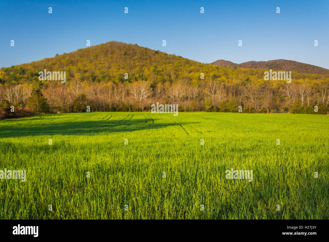 Grassy field and distant mountains in the rural Shenandoah Valley of ...