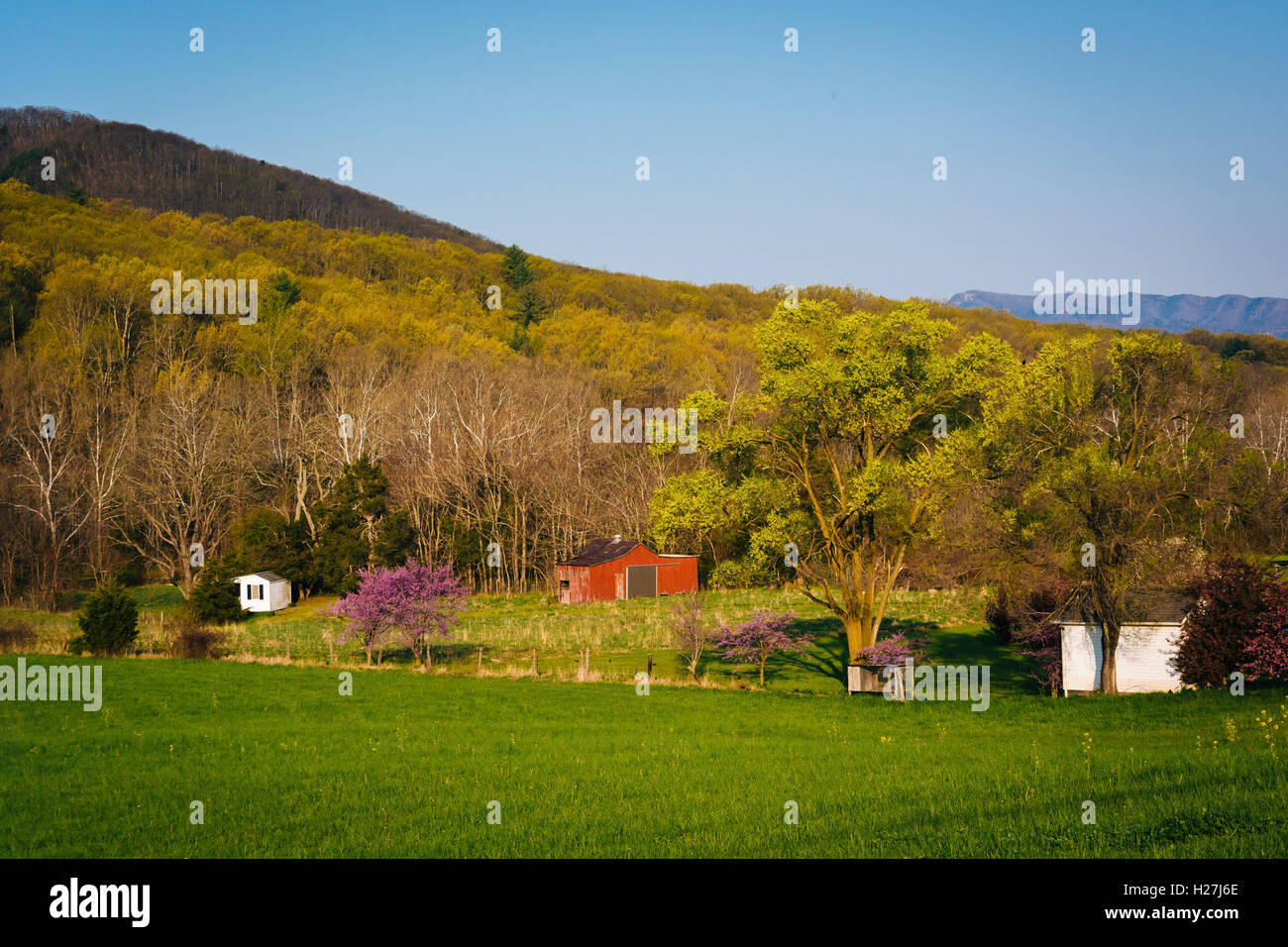 View of fields and spring color in the rural Shenandoah Valley of ...