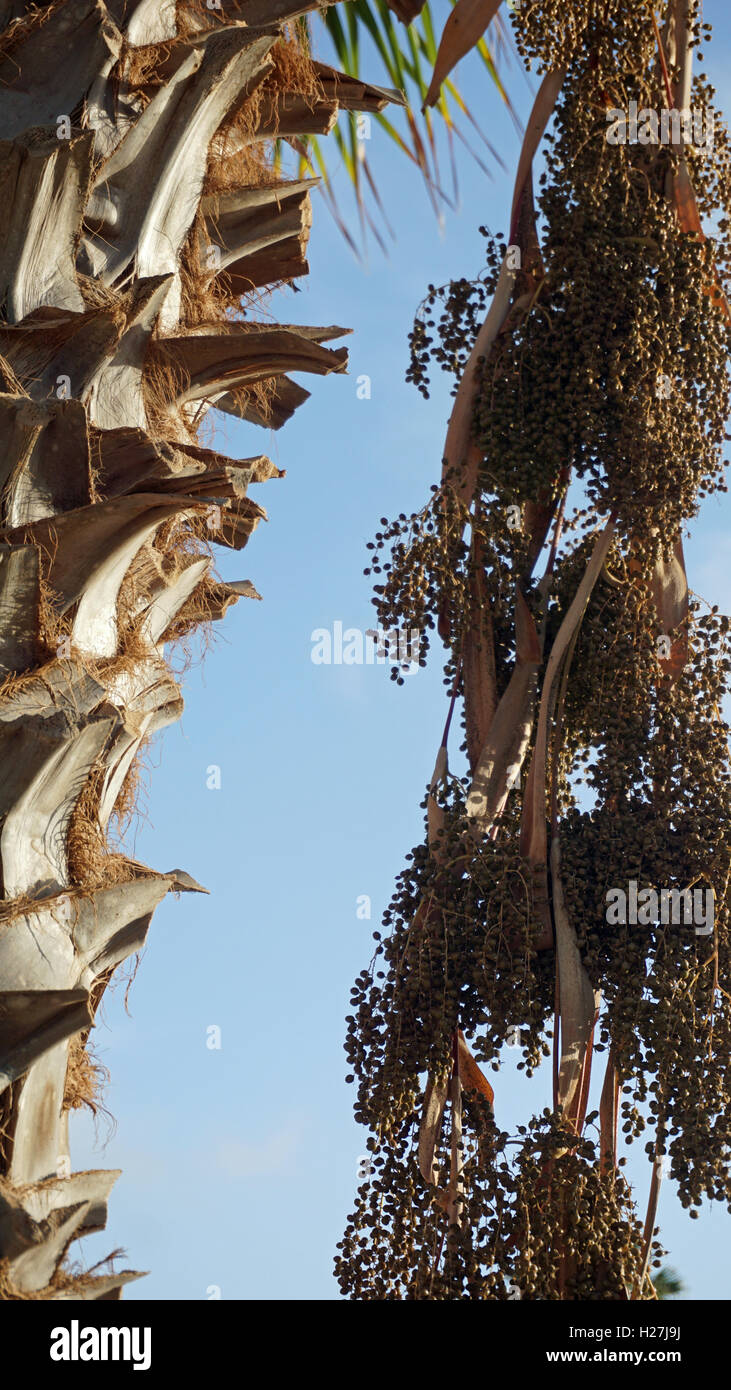 african palm tree on cape verde Stock Photo - Alamy