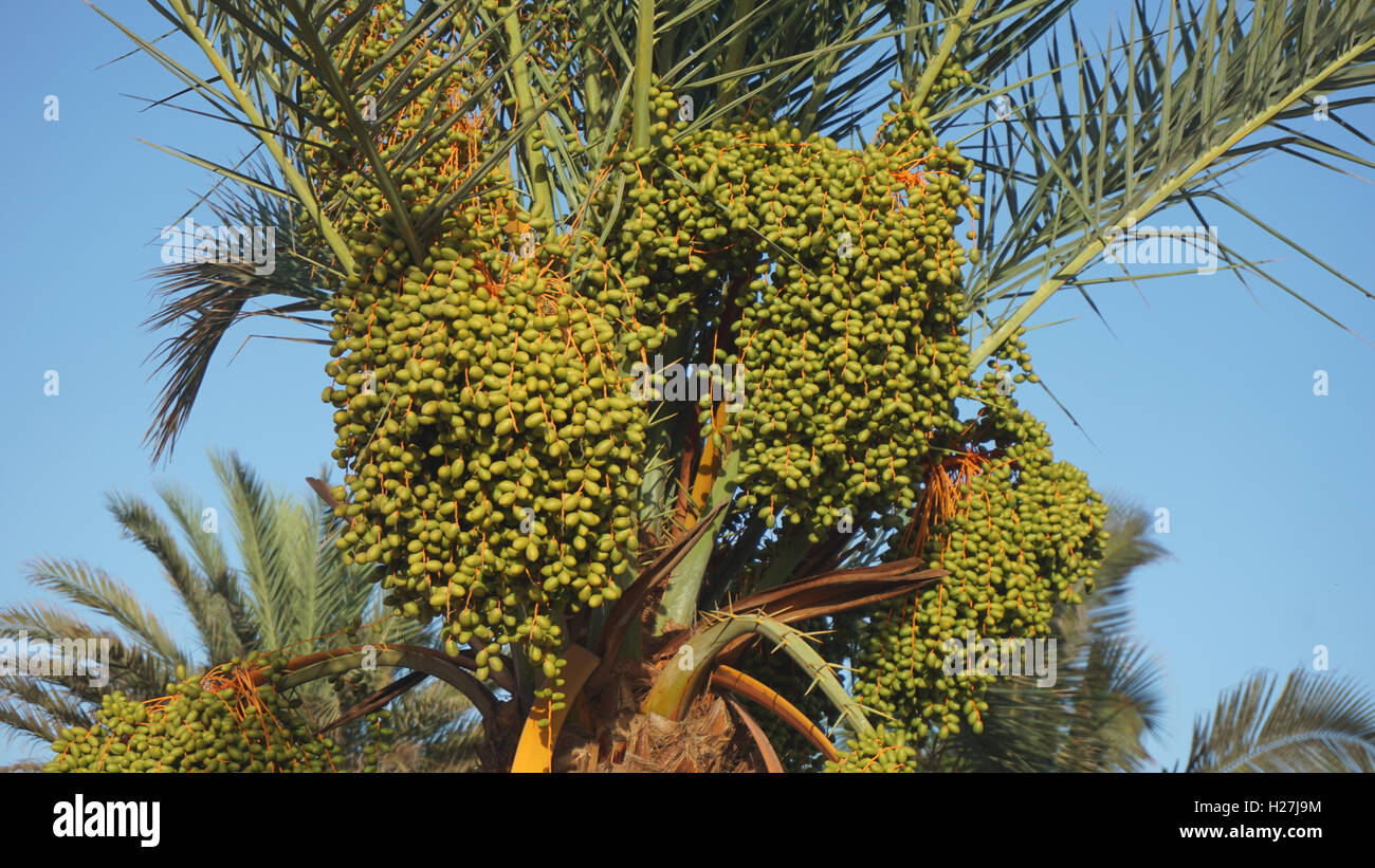 african palm tree on cape verde Stock Photo - Alamy