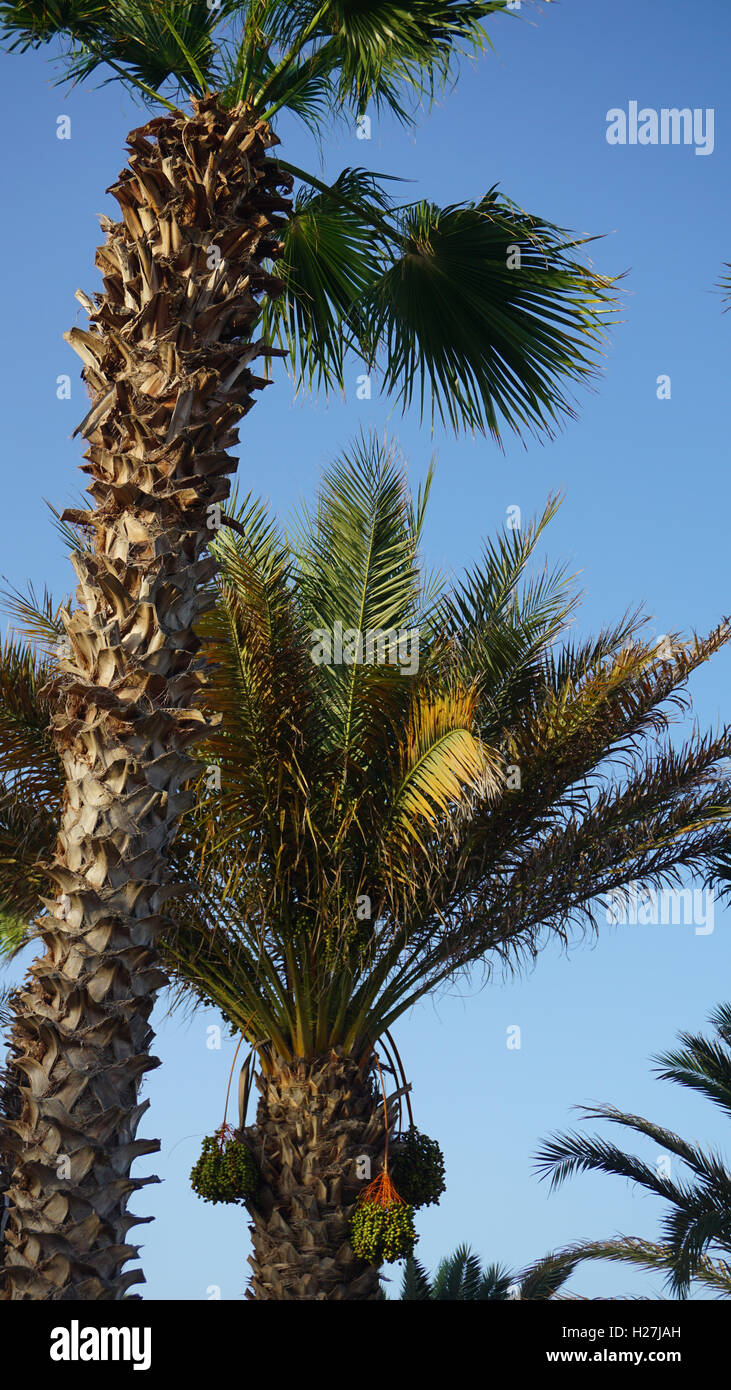 african palm tree on cape verde Stock Photo - Alamy