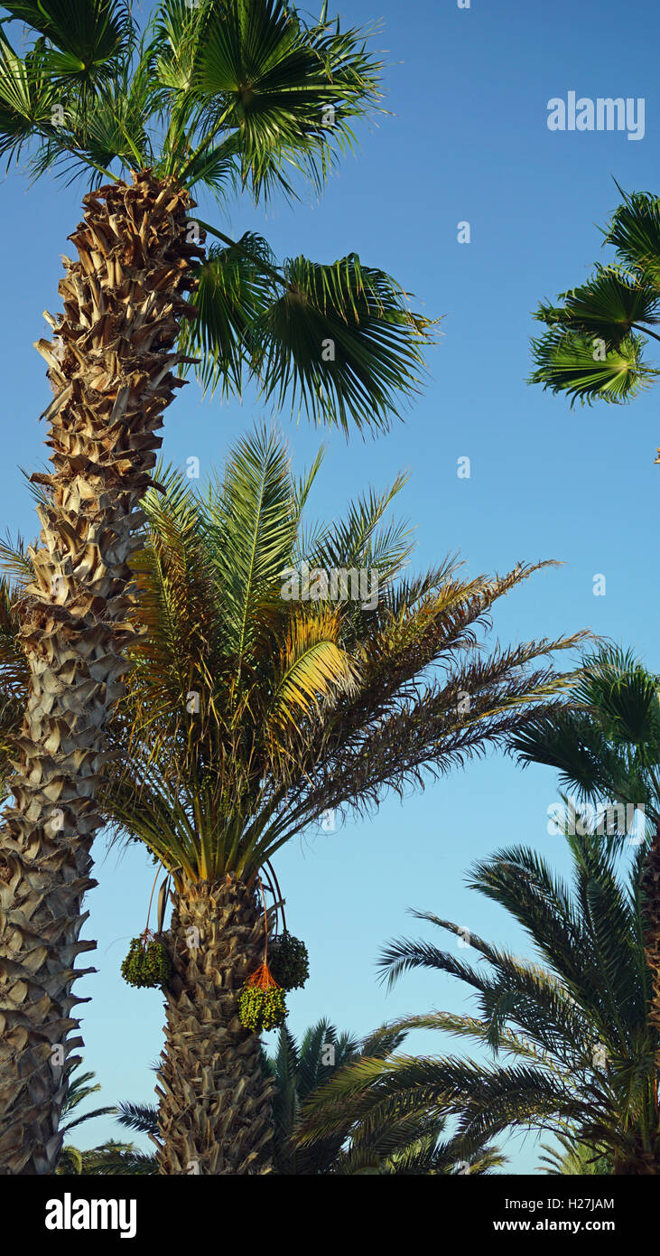 Tourism cape verde hi-res stock photography and images - Alamy