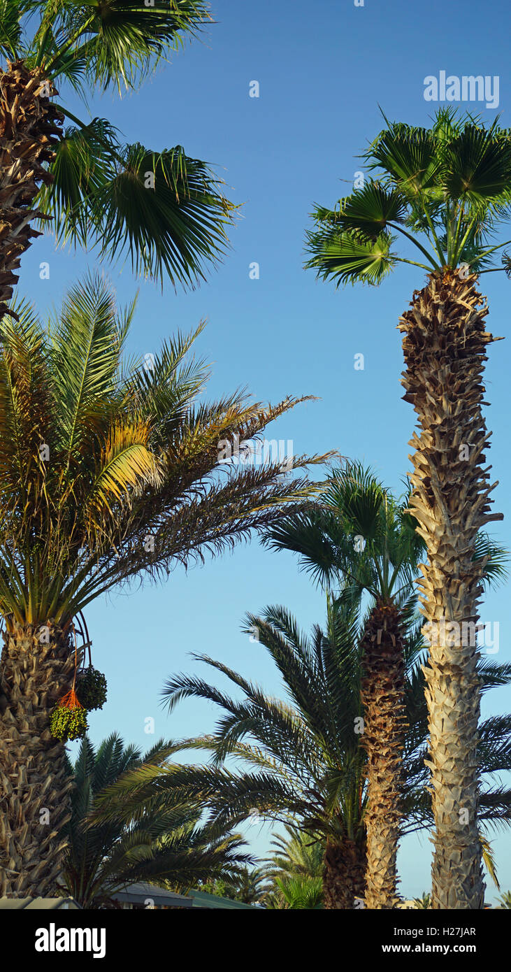 African palm tree hi-res stock photography and images - Alamy