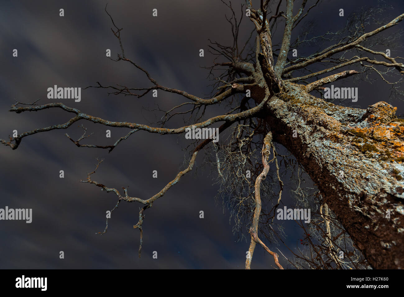Scary ugly tree hi-res stock photography and images - Alamy